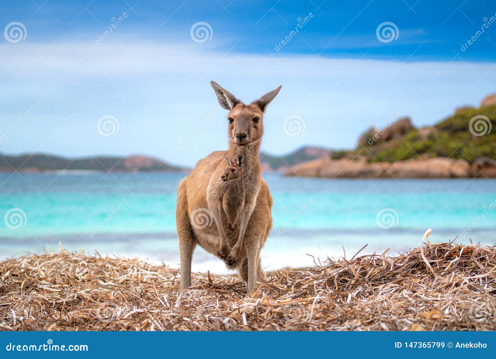Kangaroo At Lucky Bay In The Cape Le Grand National Park Royalty-Free ...