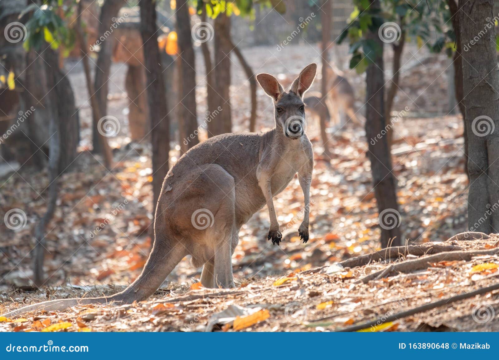 Kangaroo stock photo. Image of mammal, outback, green - 163890648