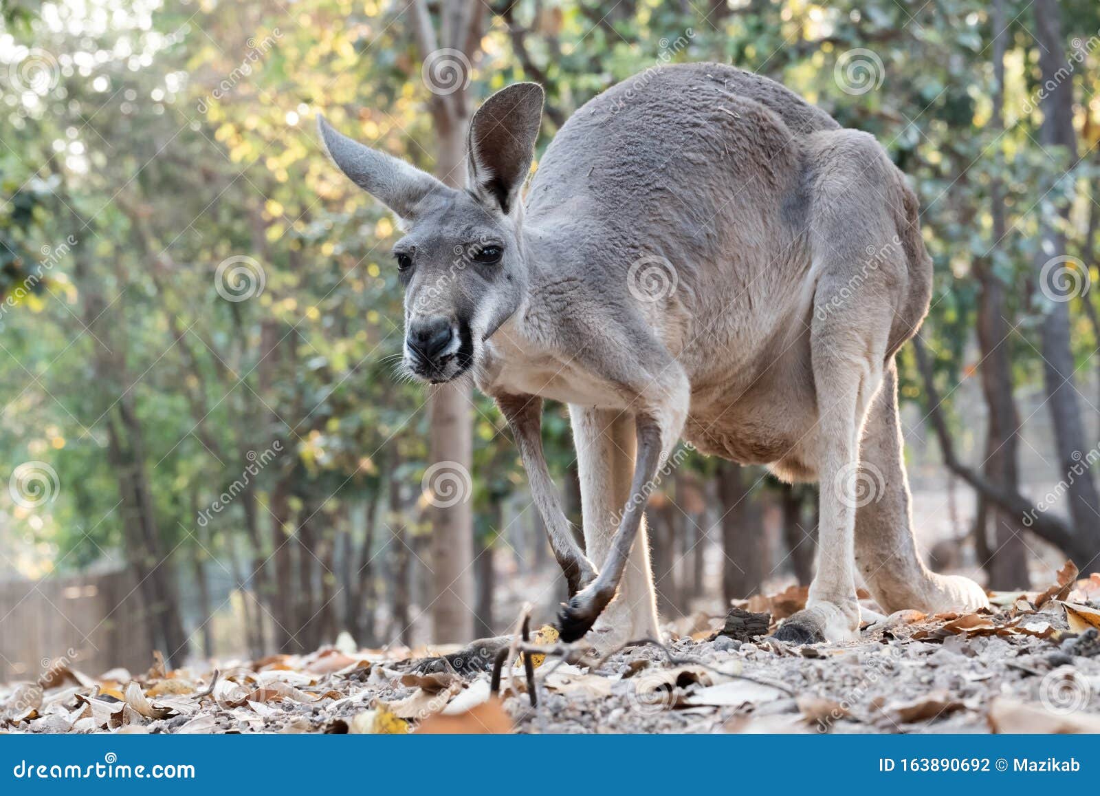 Kangaroo stock photo. Image of great, native, island - 163890692