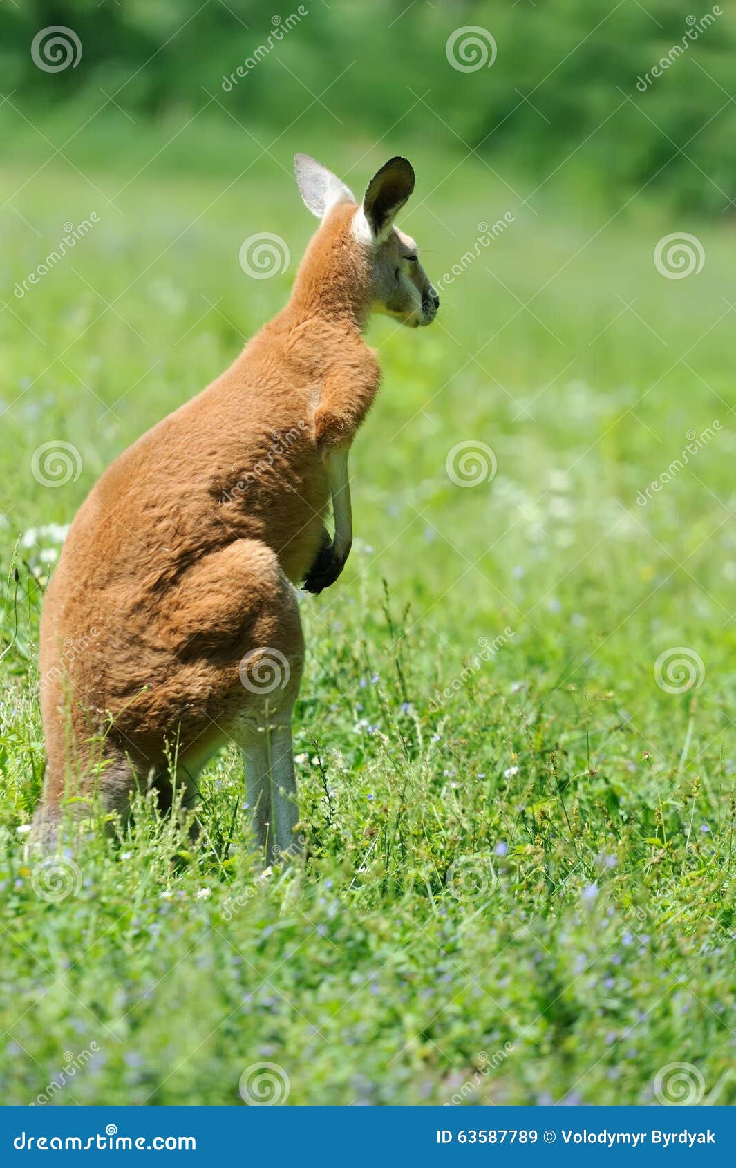 Kangaroo in a Natural Habitat in Grass Stock Image - Image of adult ...