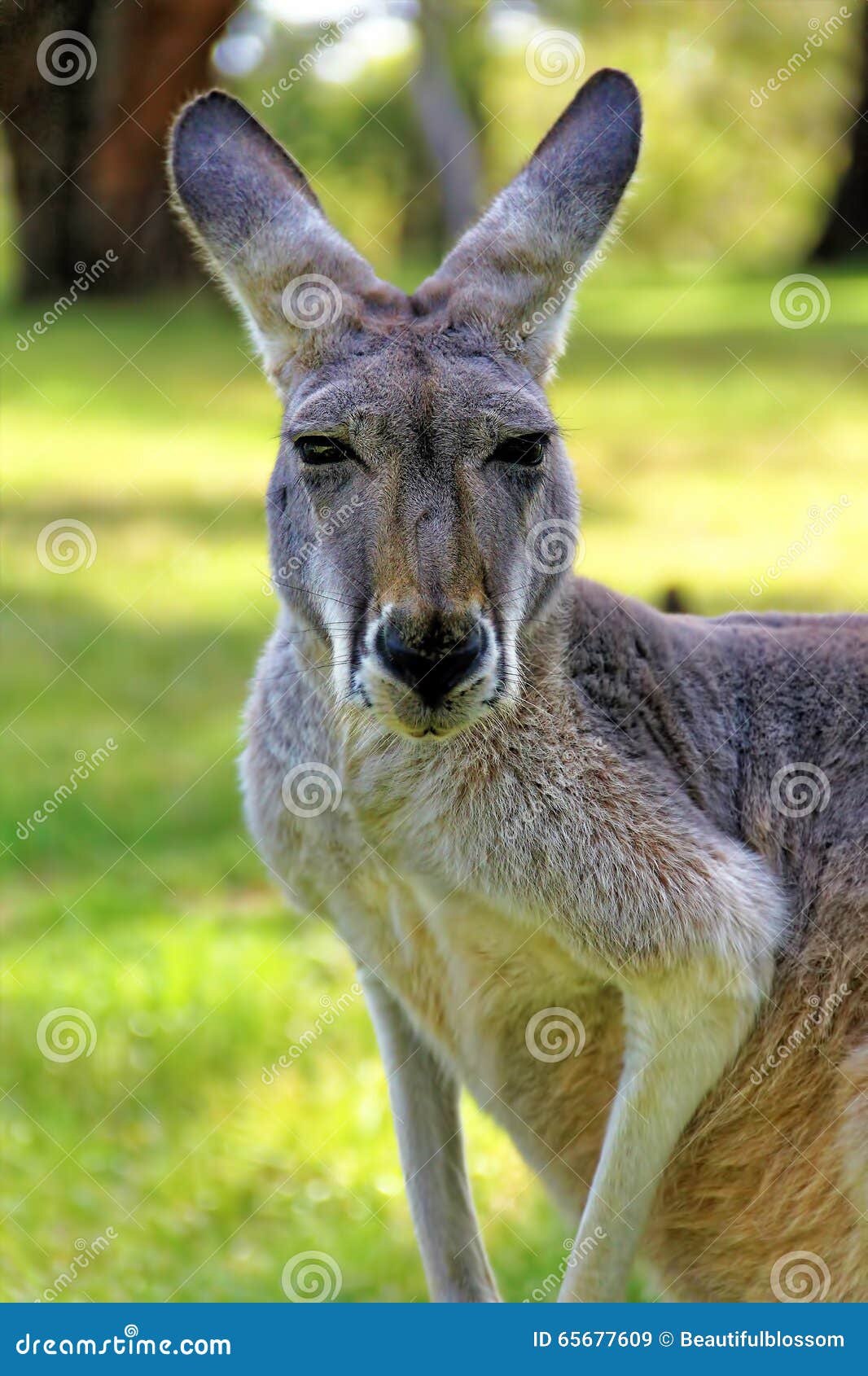 Kangaroo in a Natural Habitat Stock Image - Image of animal, marsupial ...