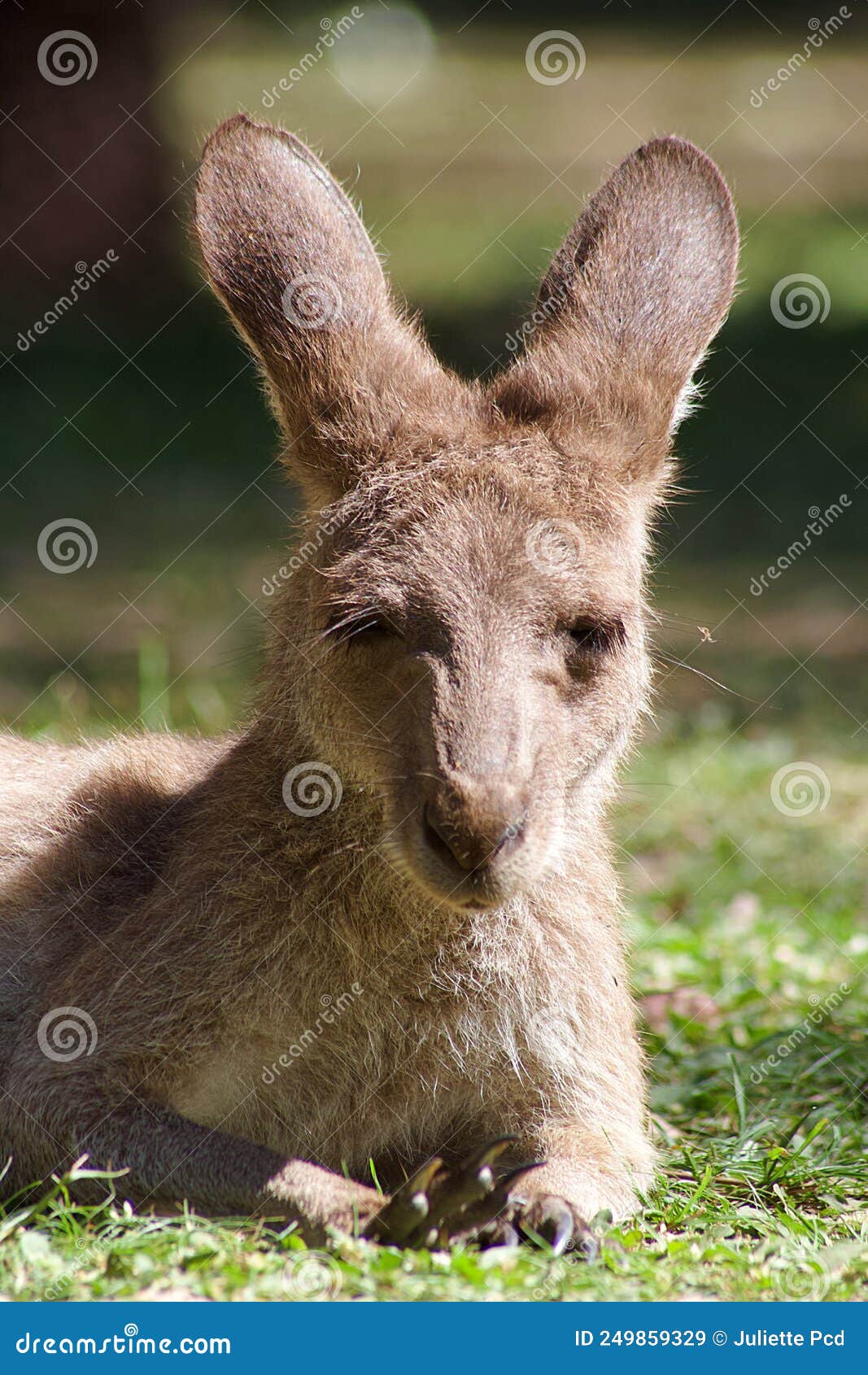 Kangaroo Under the Sun Getting Some Vitamin C Stock Image - Image of ...