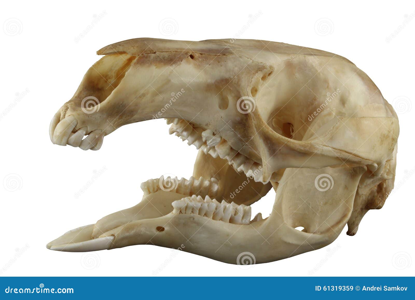 Kangaroo Opened Mouth Exotic Skull on a White Background Stock Image ...