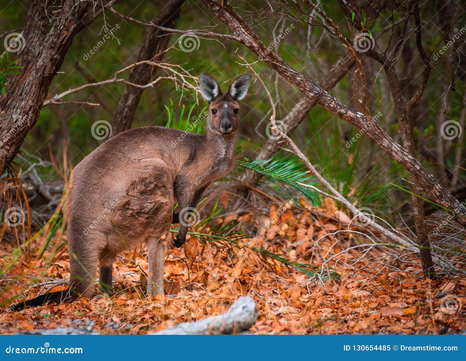 Kangaroo in the Outback of Western Australia Stock Image - Image of ...
