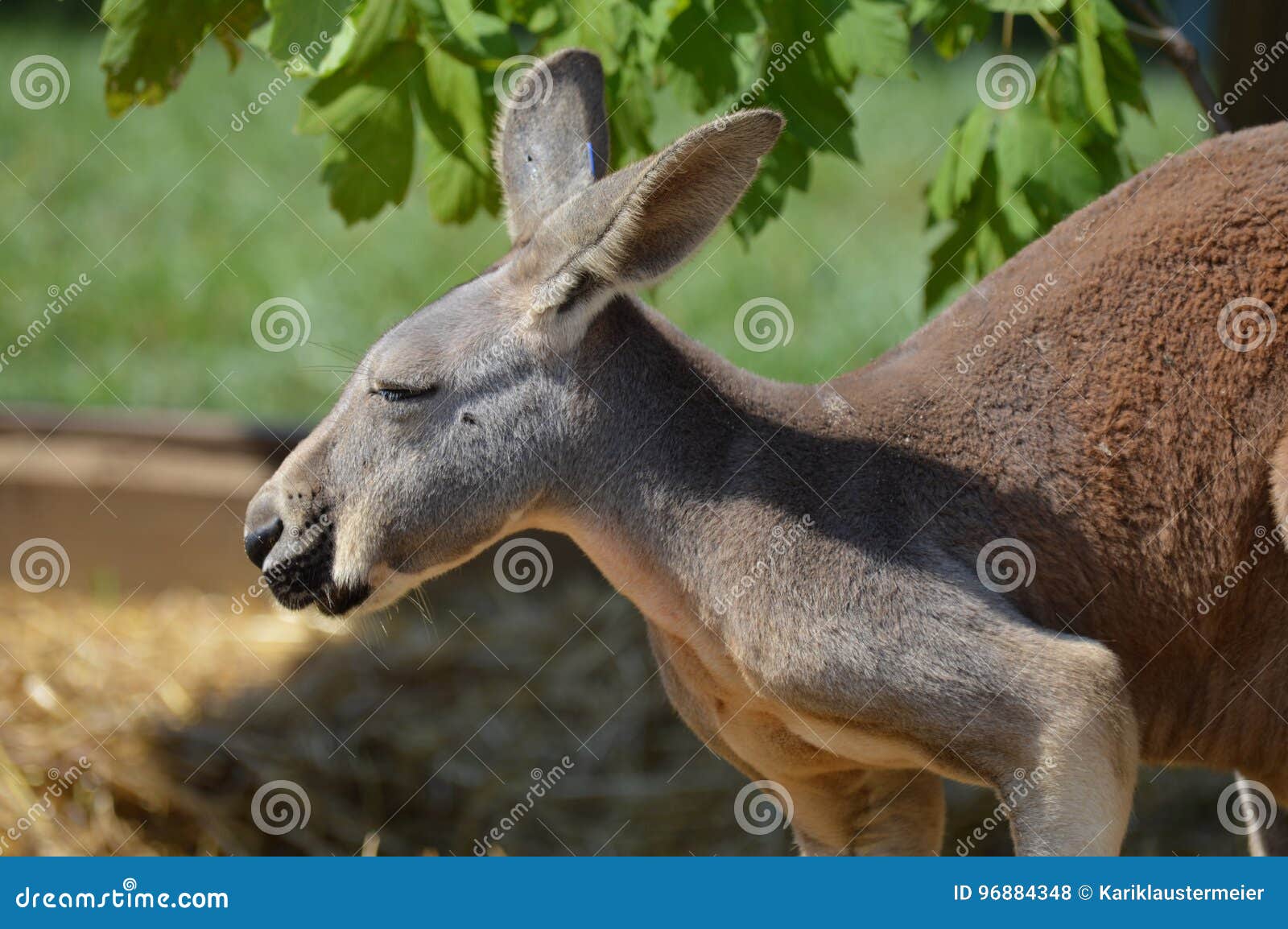 Kangaroo stock photo. Image of spring, life, symbol, calm - 96884348