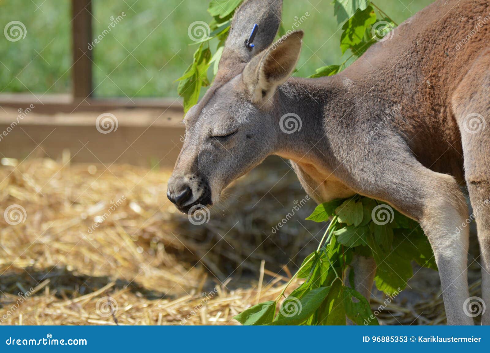 Kangaroo stock image. Image of spring, natural, enrichment - 96885353
