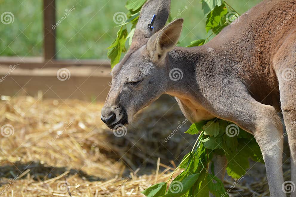 Kangaroo stock image. Image of spring, natural, enrichment - 96885353