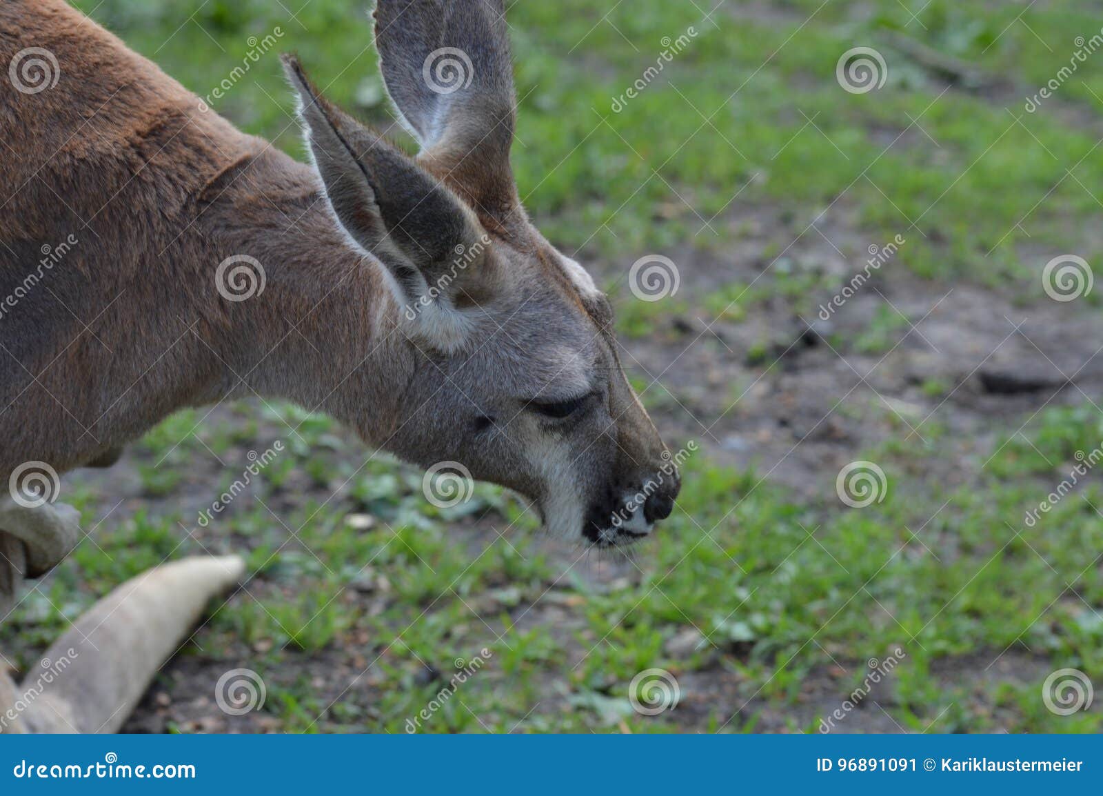 Kangaroo stock image. Image of spring, summer, detail - 96891091