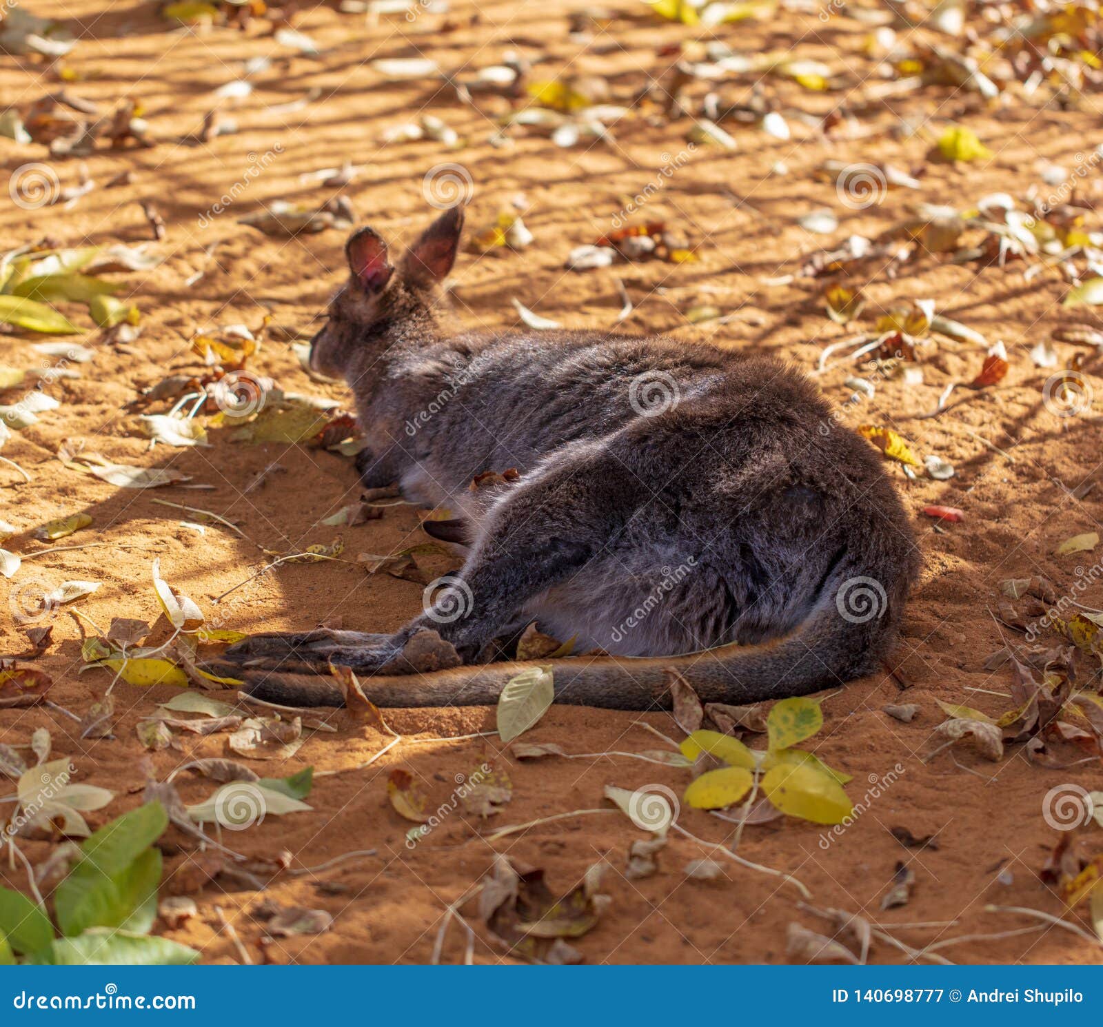 Kangaroo in the Park in Autumn Stock Image - Image of closeup, water ...