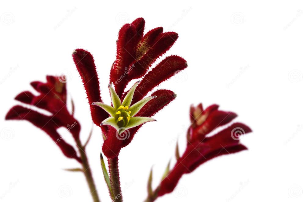 Kangaroo Paw stock image. Image of isolated, horizontal - 16043891