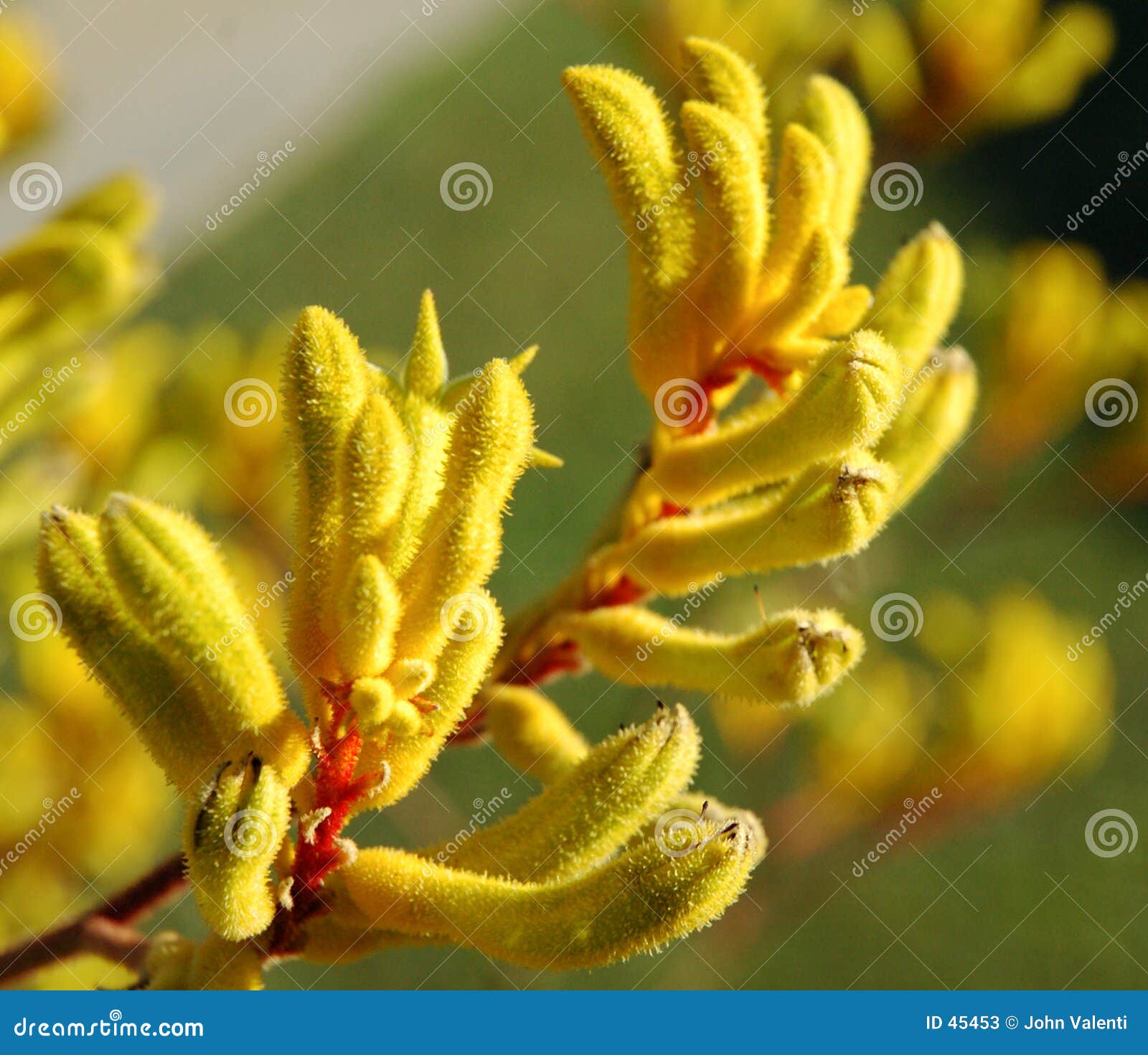 Kangaroo Paw Royalty-Free Stock Photo | CartoonDealer.com #45453