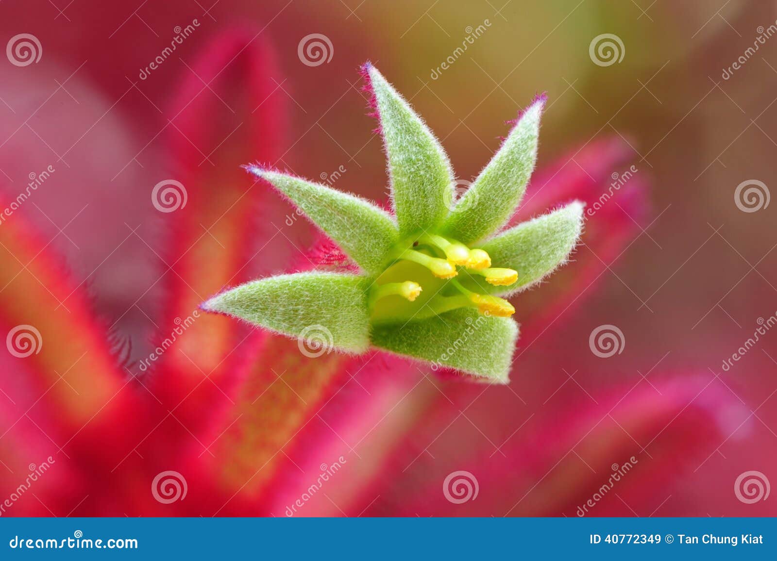 Kangaroo paw stock image. Image of hairy, macro, leaves - 40772349
