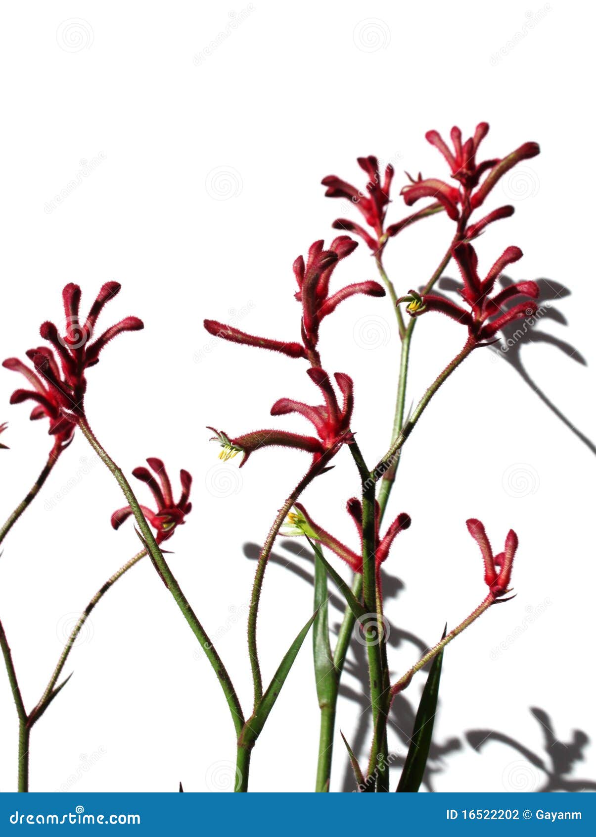 Kangaroo Paws stock photo. Image of plant, flowers, garden - 16522202
