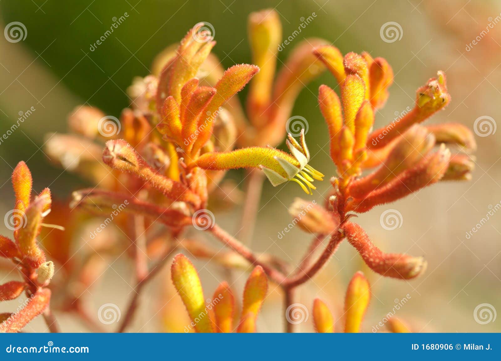 Kangaroo Paws 2 stock photo. Image of orange, kangaroo - 1680906