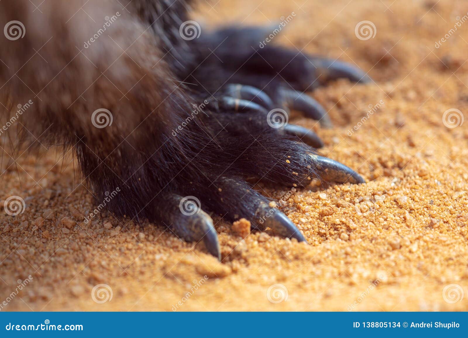 Kangaroo Paws on the Ground in Nature Stock Photo - Image of feet ...