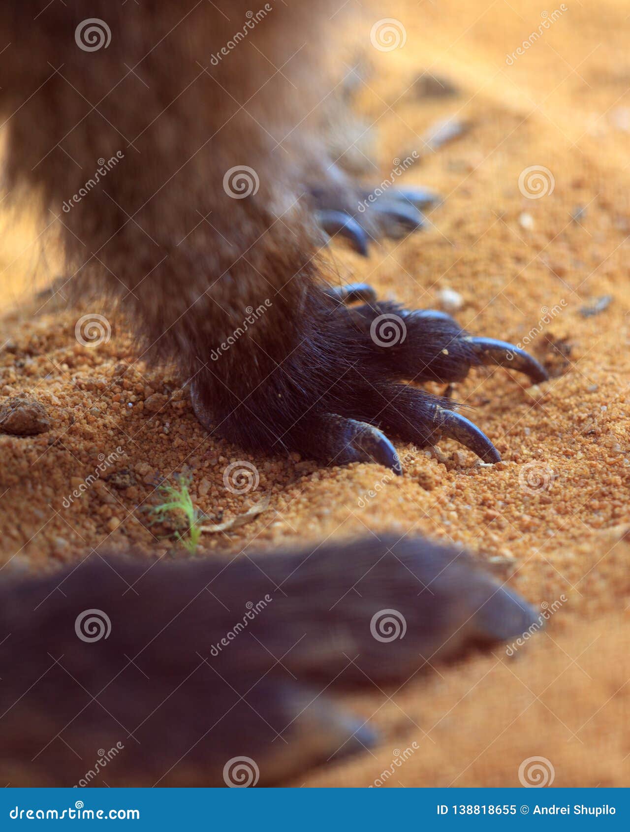 Kangaroo Paws on the Ground in Nature Stock Image - Image of species ...
