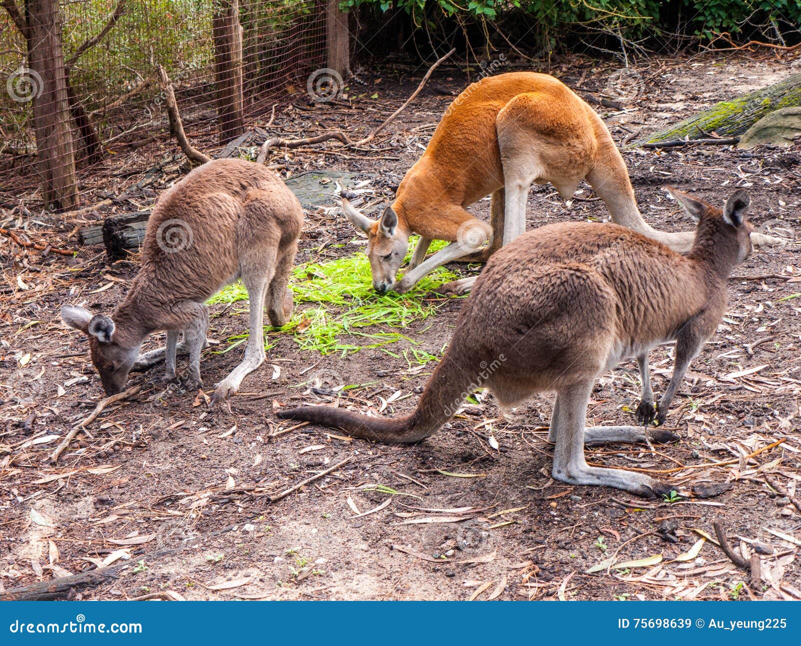 Kangaroo in Perth zoo stock image. Image of ground, changing - 75698639