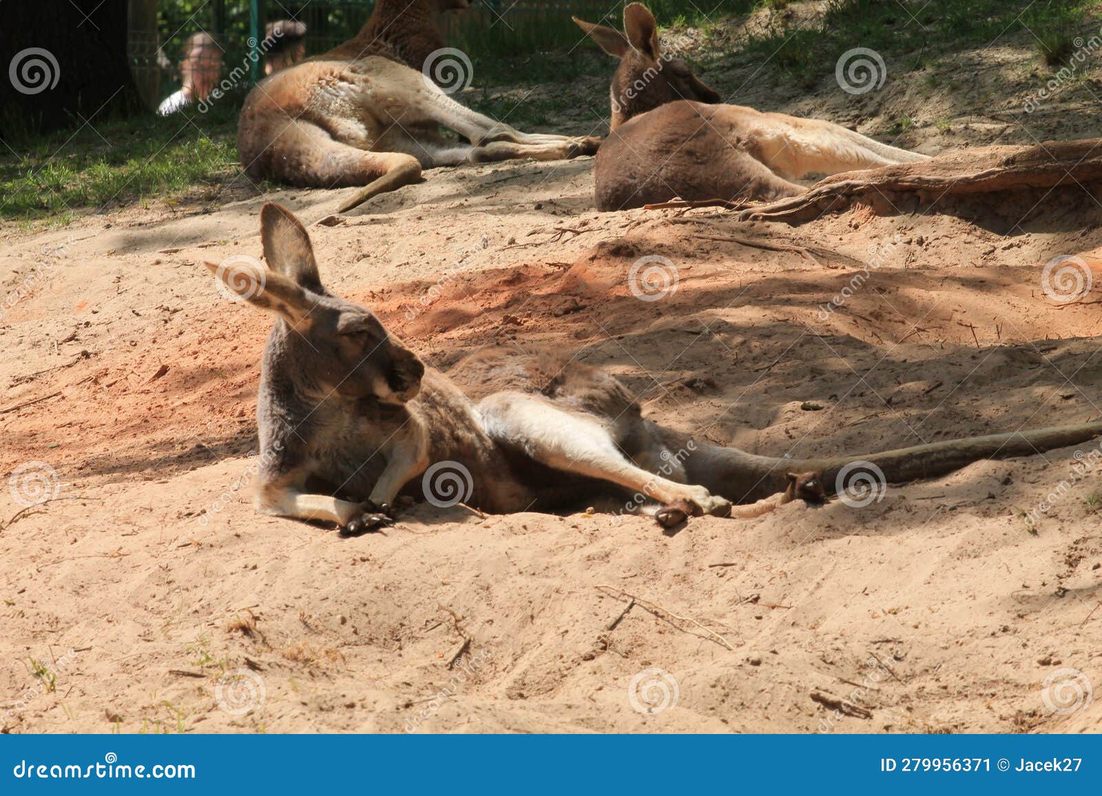 Kangaroo stock image. Image of mammal, summer, composition - 279956371