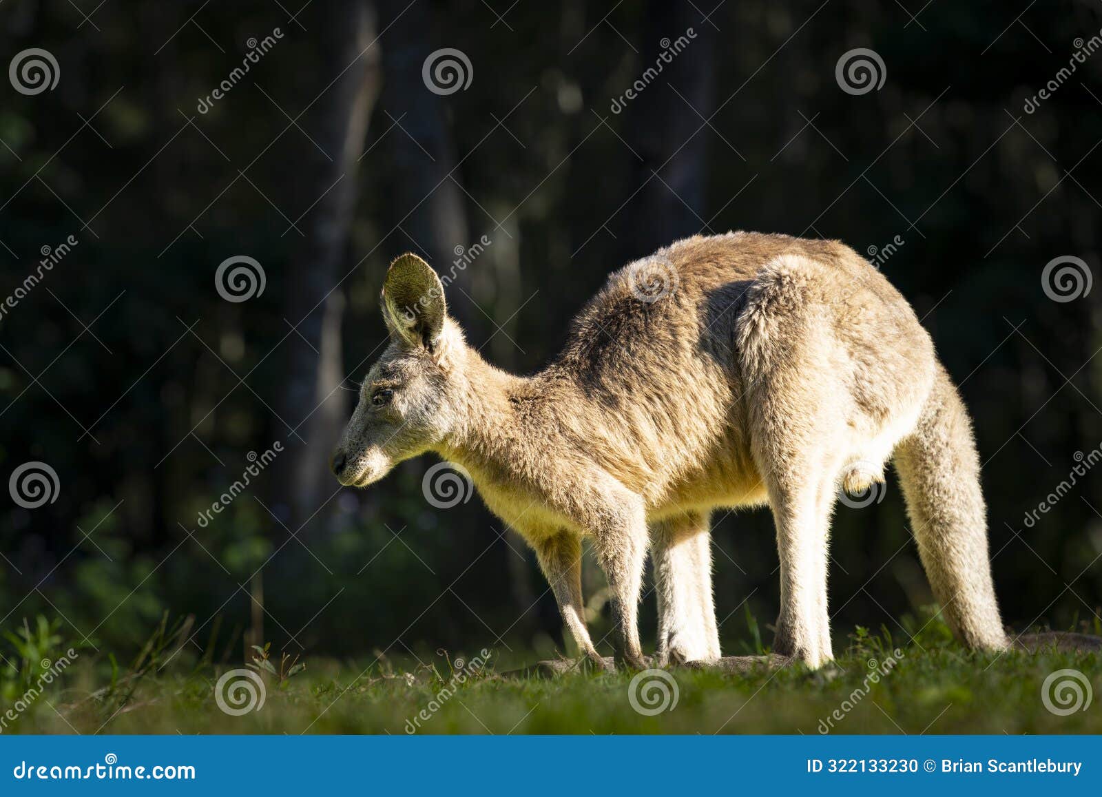 Kangaroo Portrait at Eye Level Stock Photo - Image of animal, level ...