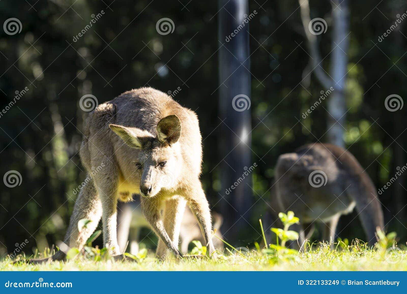 Kangaroo Portrait at Eye Level Stock Image - Image of nature, australia ...