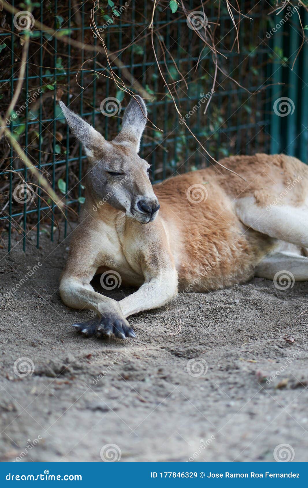 Kangaroo portrait lying stock image. Image of animal - 177846329