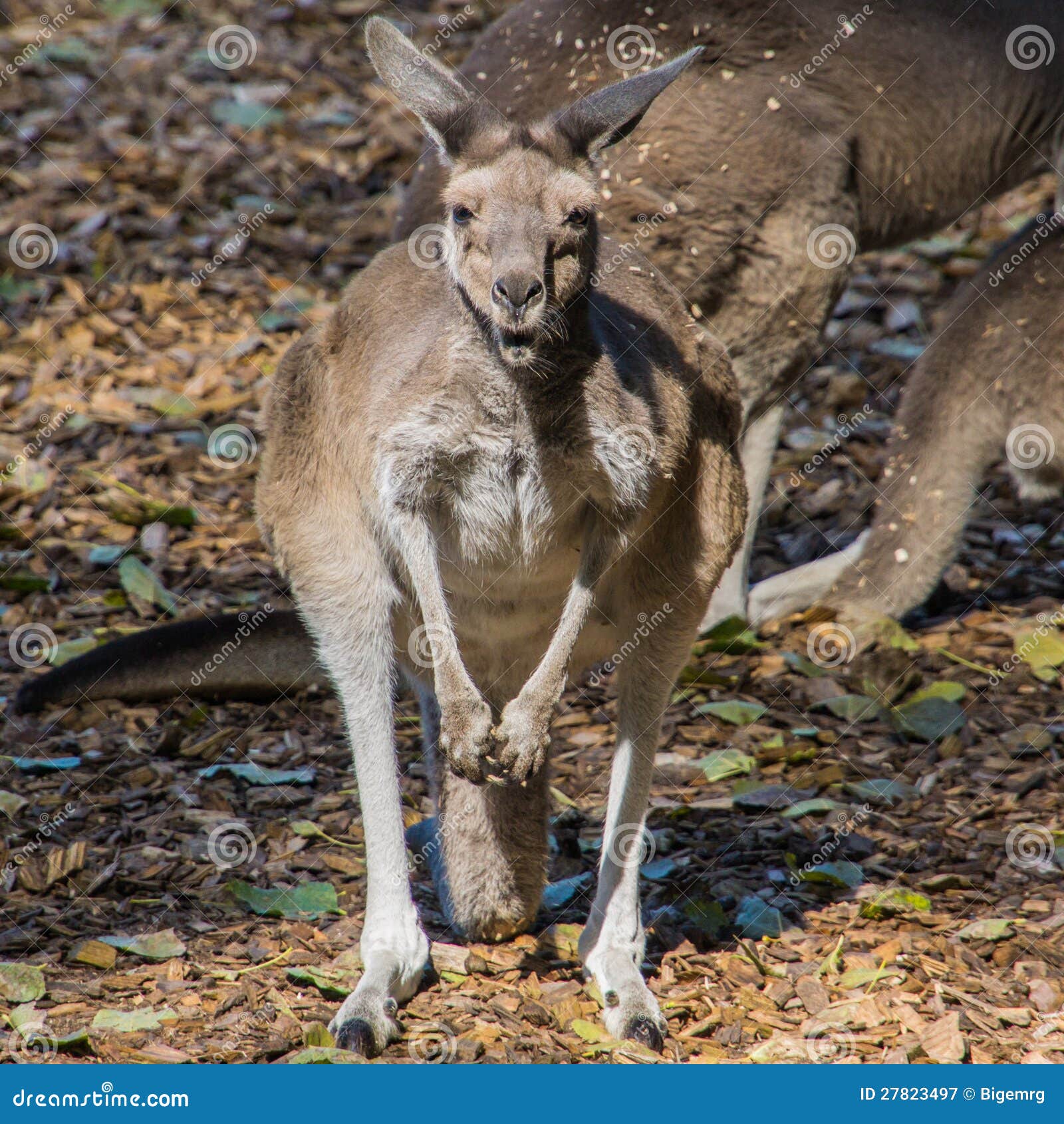 Kangaroo Pose stock image. Image of animal, grey, macropus - 27823497