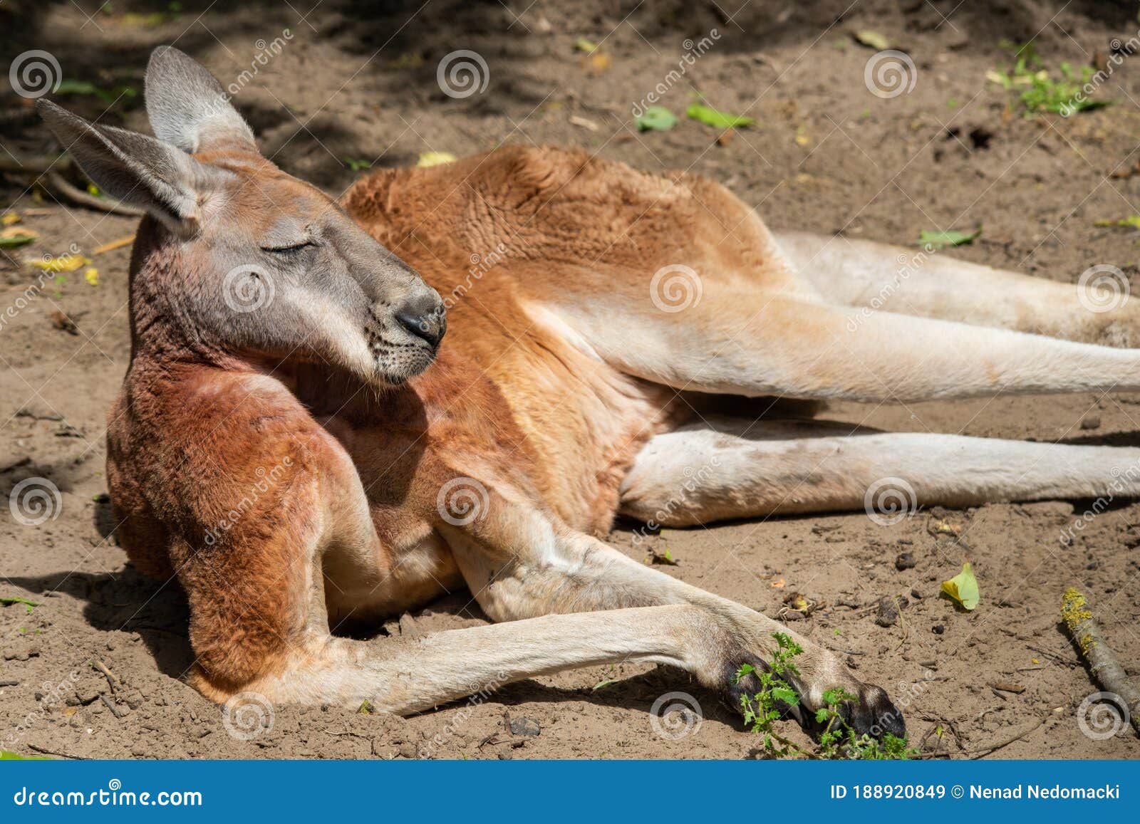 Kangaroo Posing Very Much Like a Human Stock Image - Image of family ...