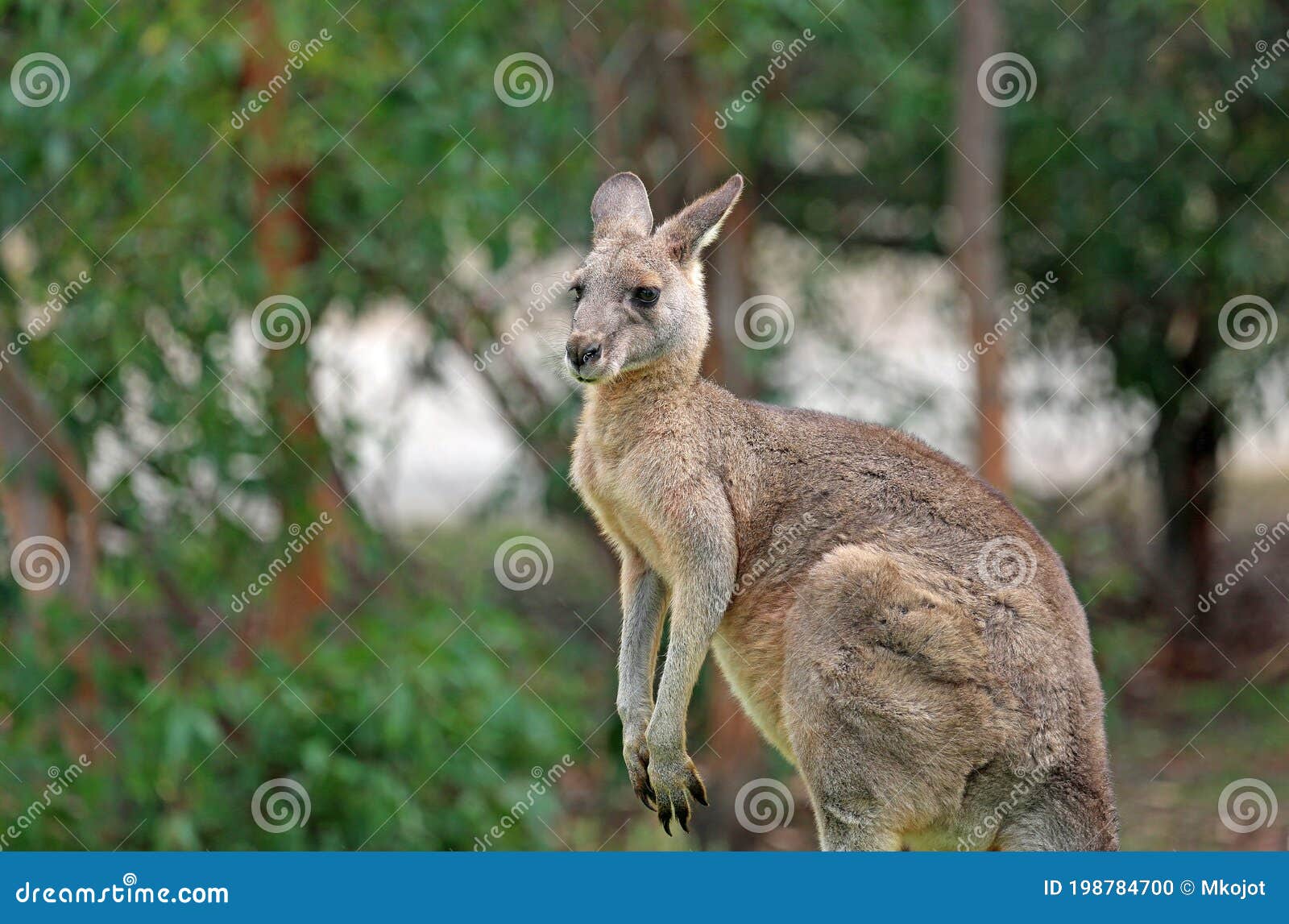 Kangaroo in profile stock photo. Image of view, marsupial - 198784700