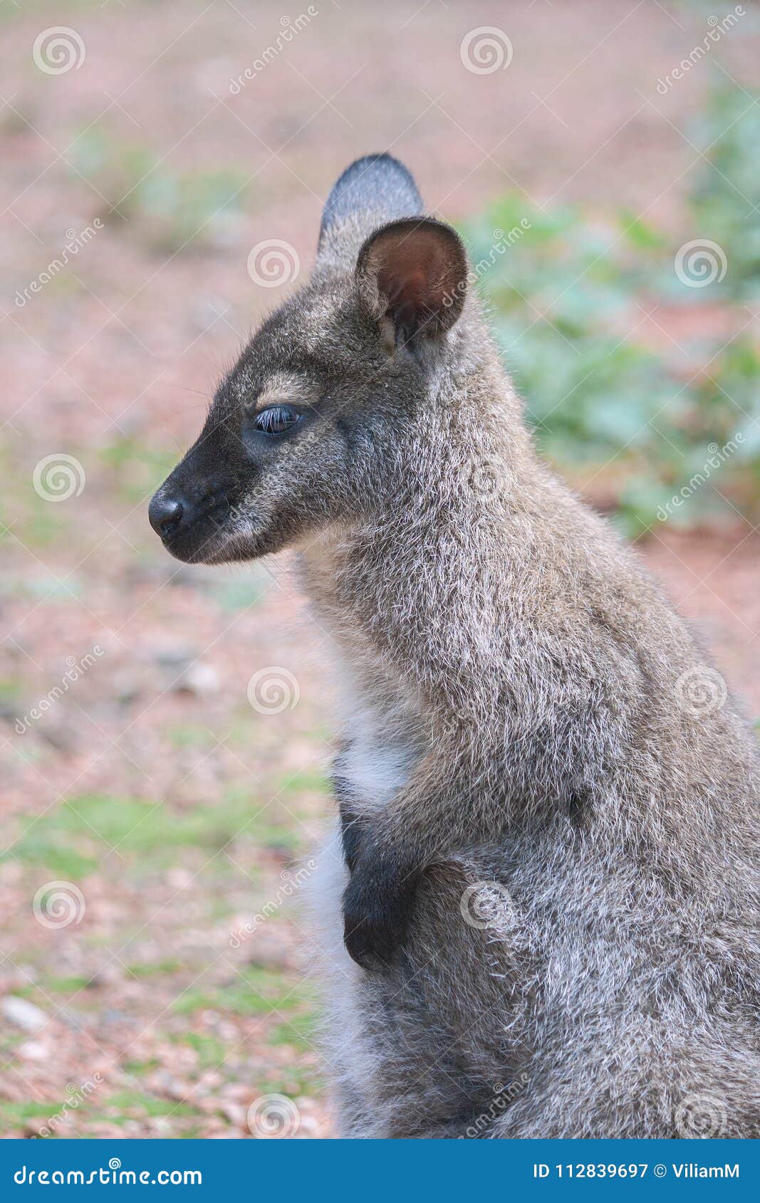 Kangaroo in profile view. stock image. Image of offspring - 112839697