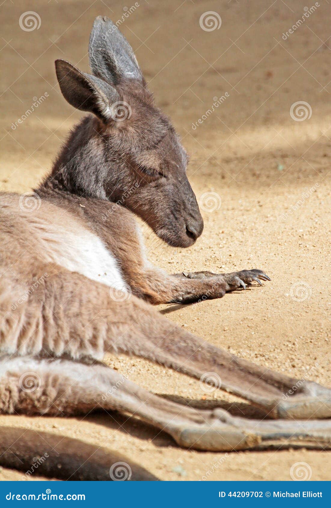 Kangaroo stock photo. Image of ears, kangaroo, relaxed - 44209702
