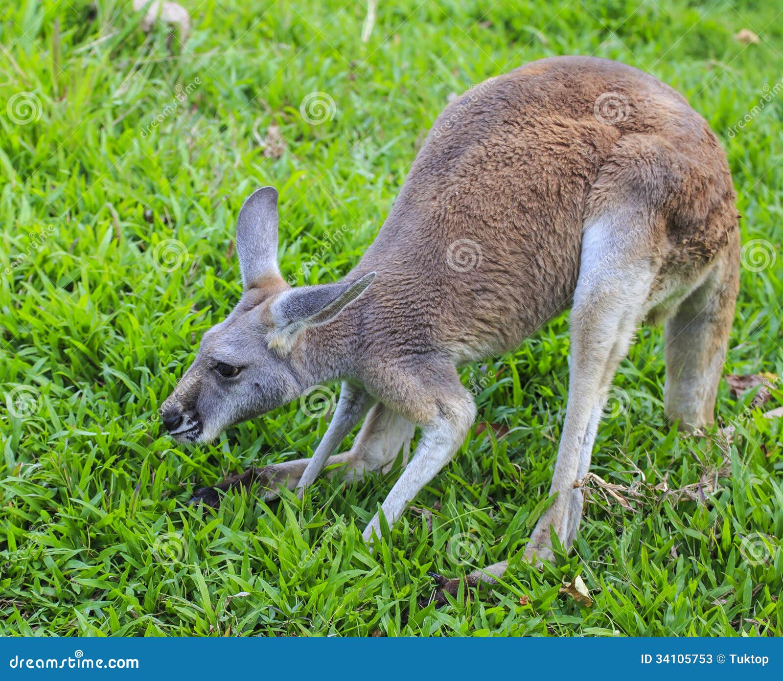 Red Kangaroo Crouching To Eat Some Grass Stock Photo | CartoonDealer ...