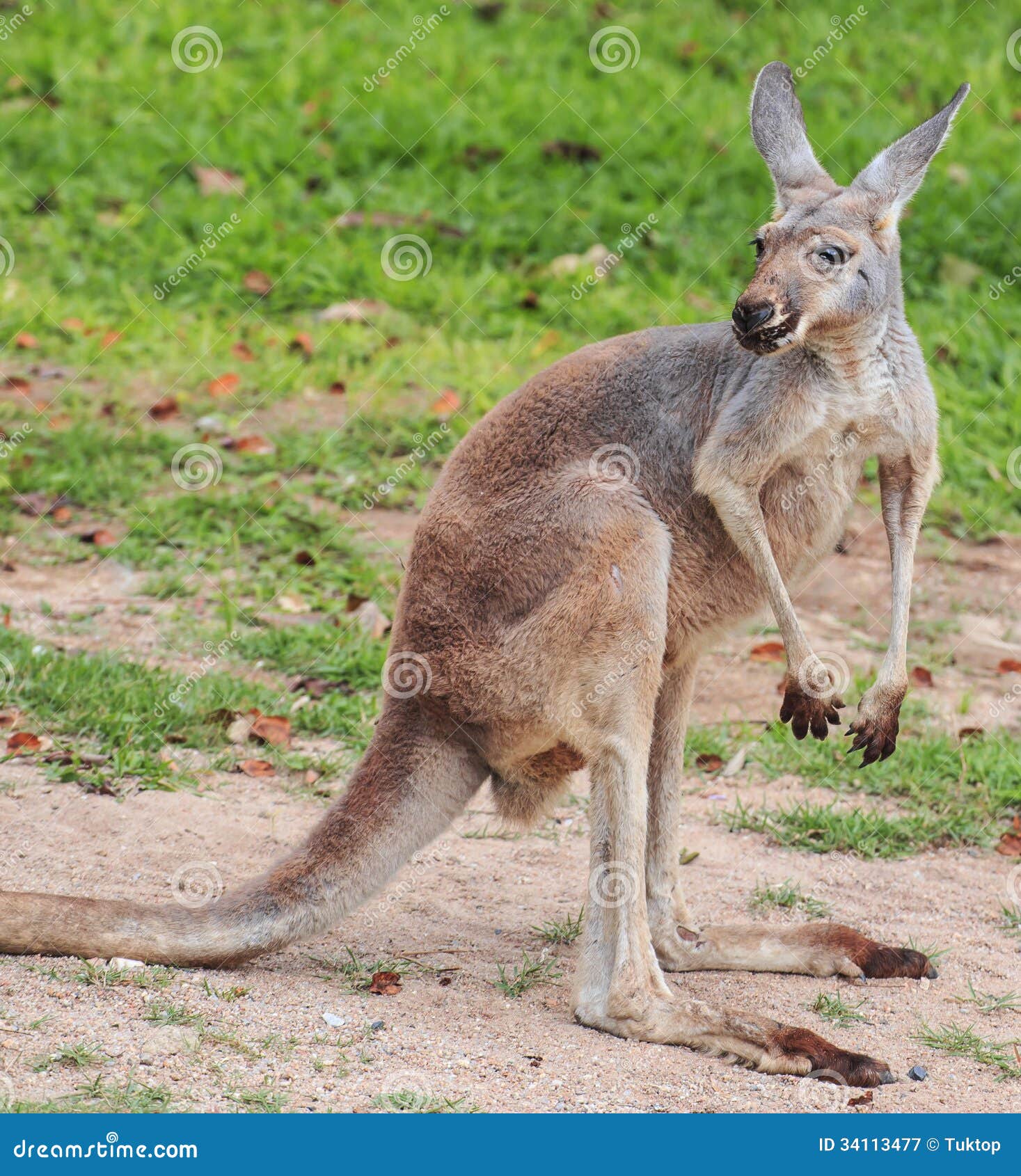 Red Kangaroo Crouching To Eat Some Grass Stock Photo | CartoonDealer ...