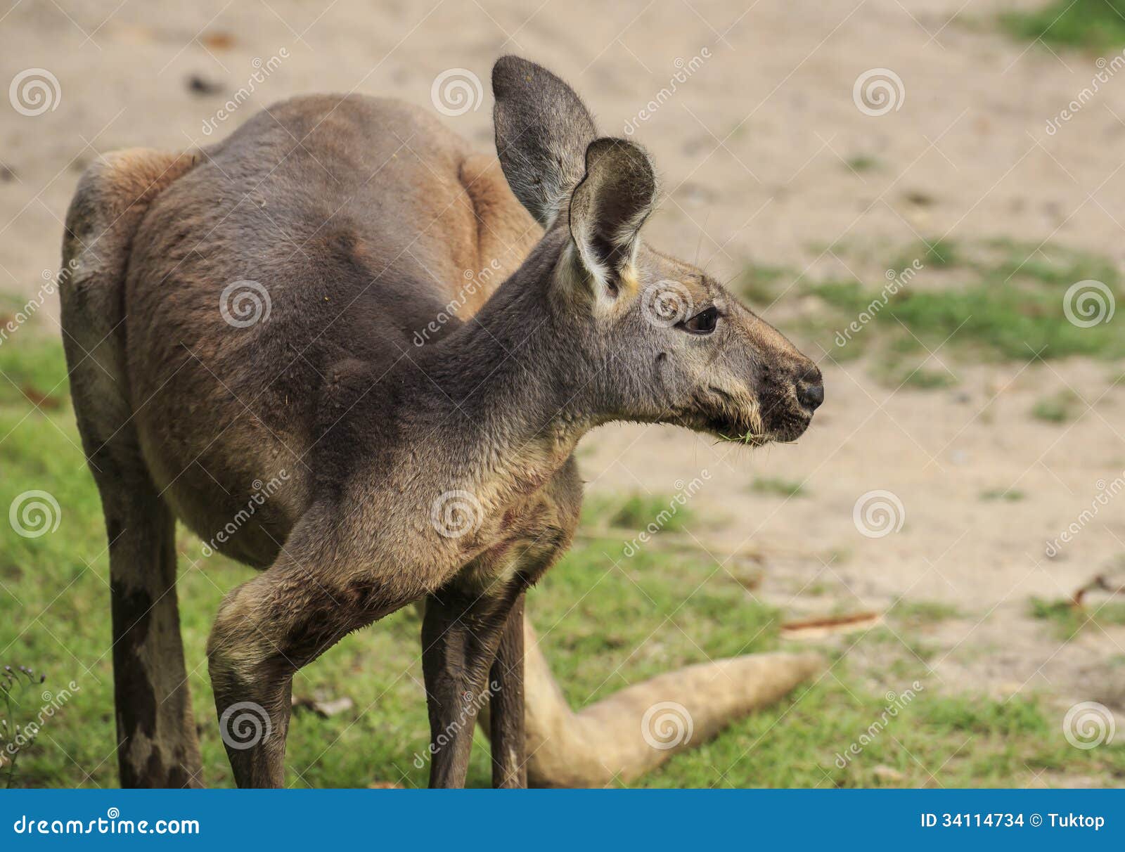 Red Kangaroo Crouching To Eat Some Grass Stock Photo | CartoonDealer ...