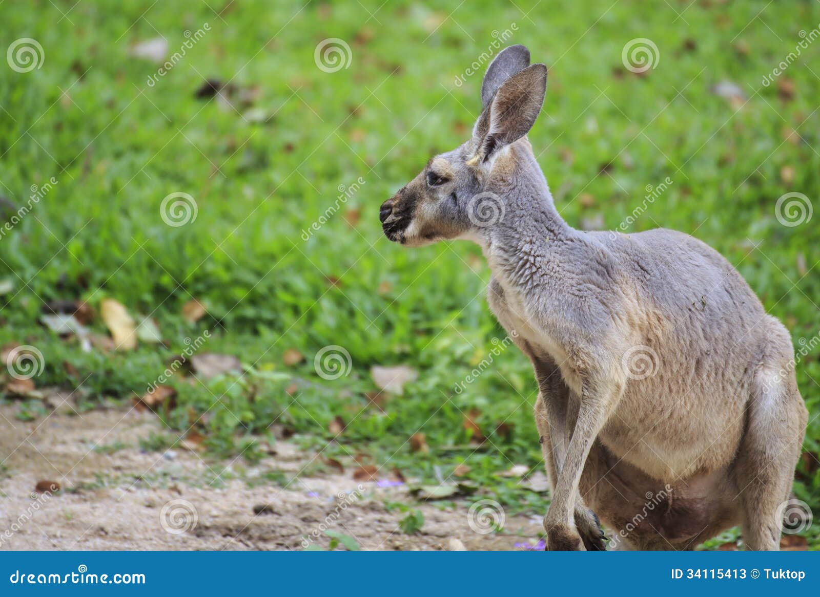 Red Kangaroo Crouching To Eat Some Grass Stock Photo | CartoonDealer ...