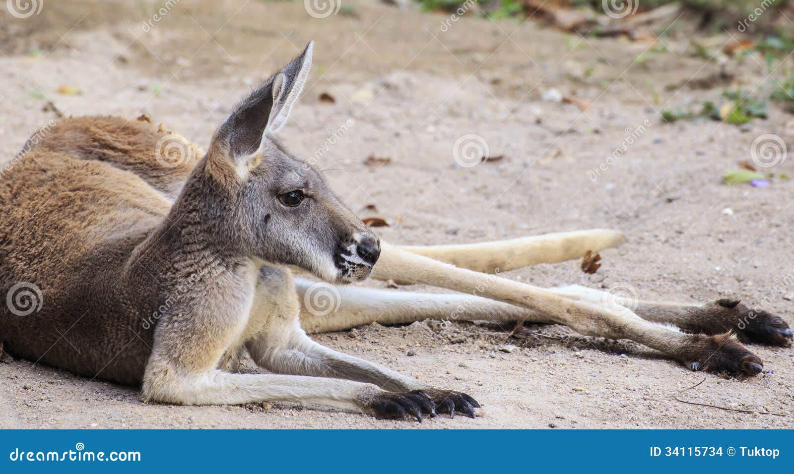Red Kangaroo Crouching To Eat Some Grass Stock Photo | CartoonDealer ...