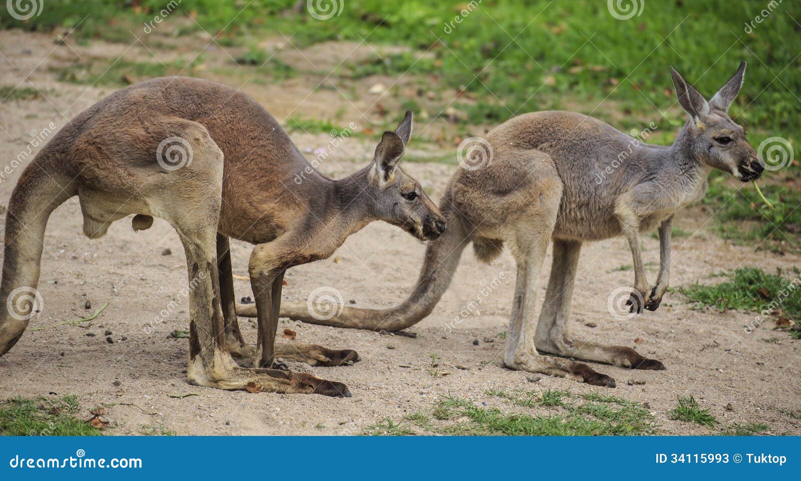 Red Kangaroo Crouching To Eat Some Grass Stock Photo | CartoonDealer ...