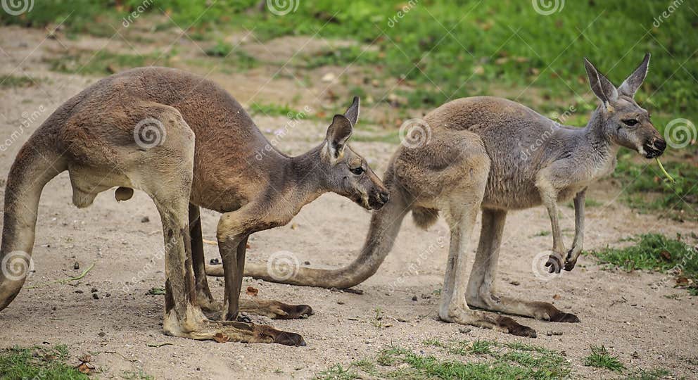 Kangaroo stock image. Image of australia, animal, marsupial - 34115993