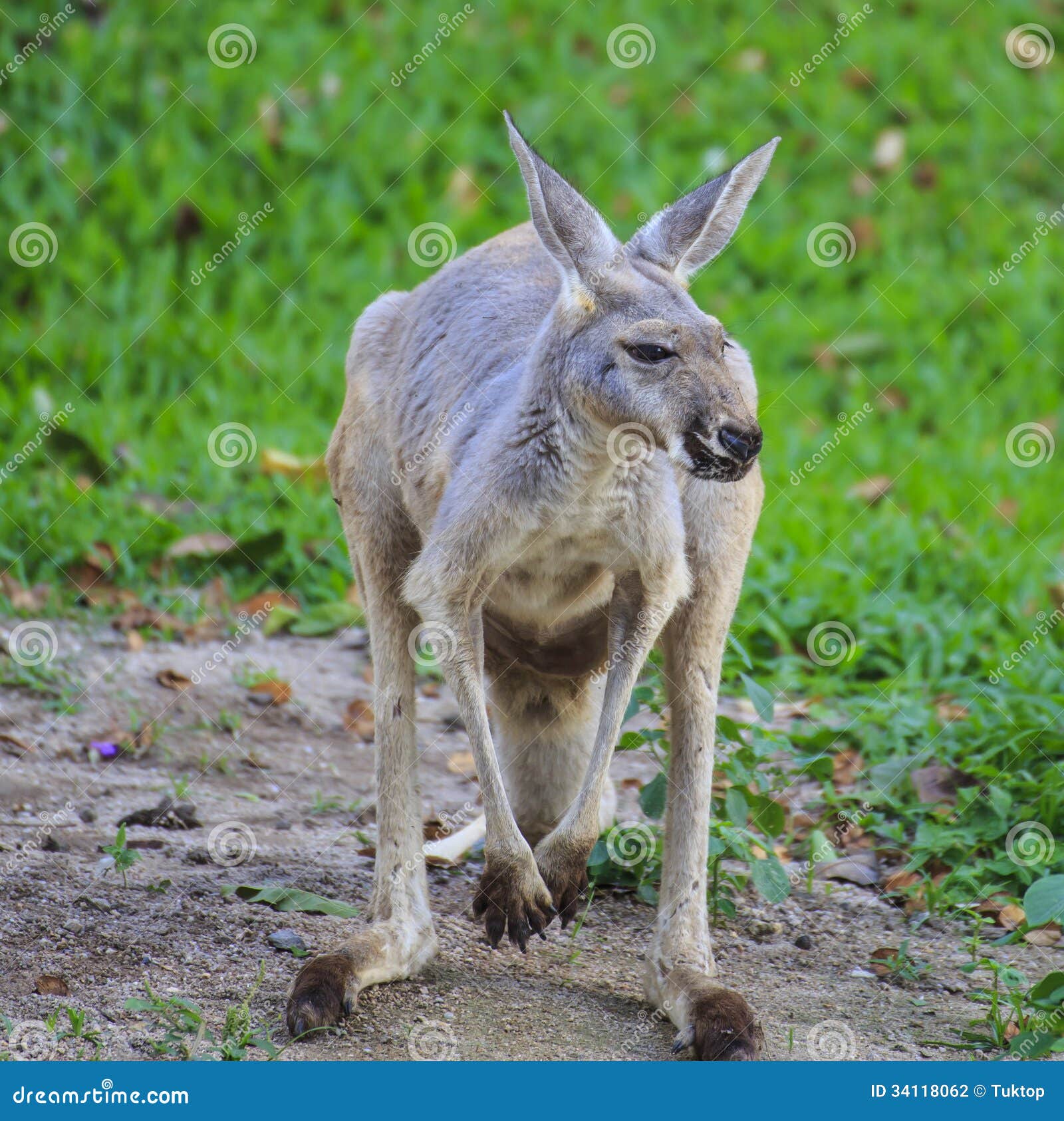 Red Kangaroo Crouching To Eat Some Grass Stock Photo | CartoonDealer ...