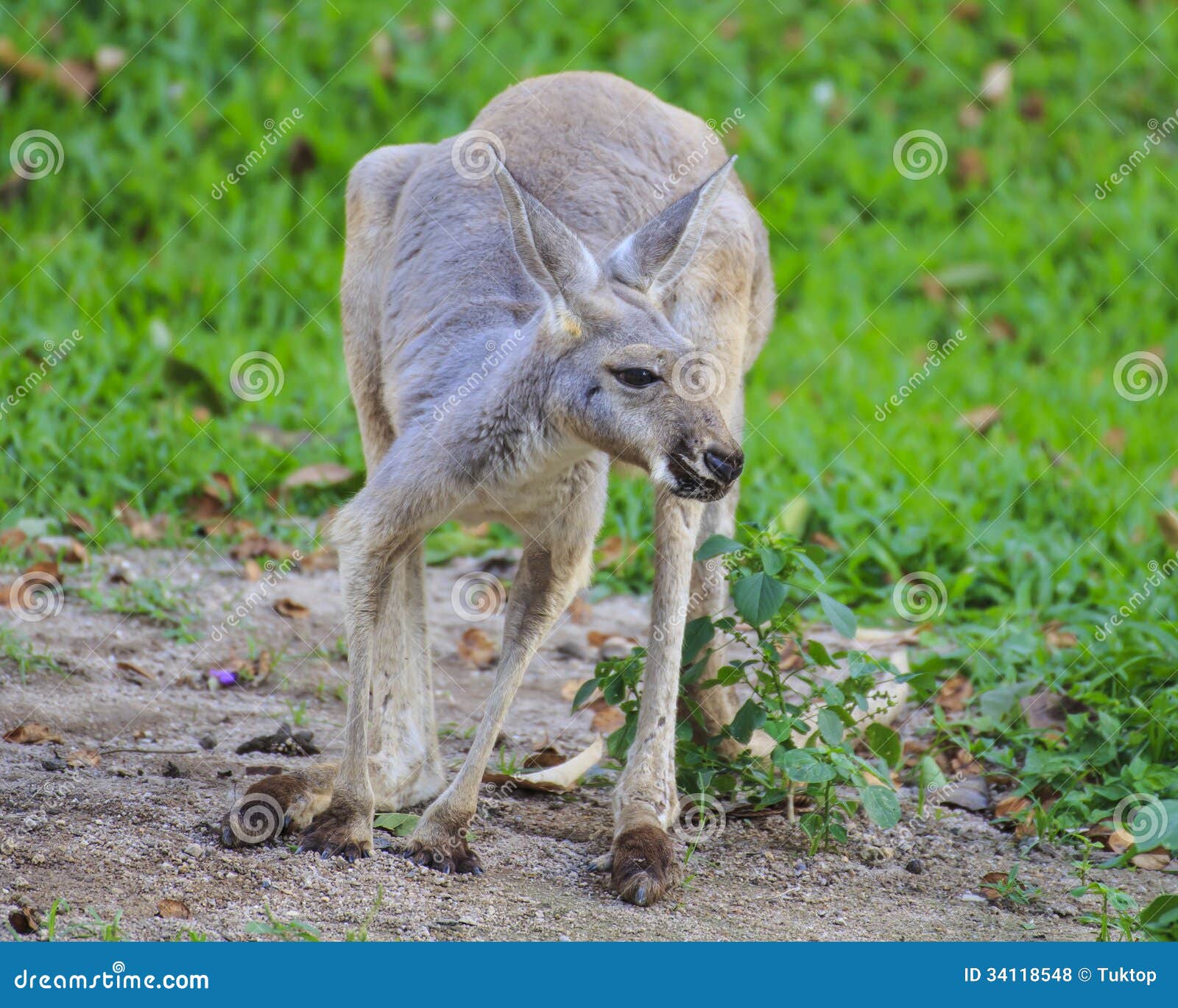 Red Kangaroo Crouching To Eat Some Grass Stock Photo | CartoonDealer ...