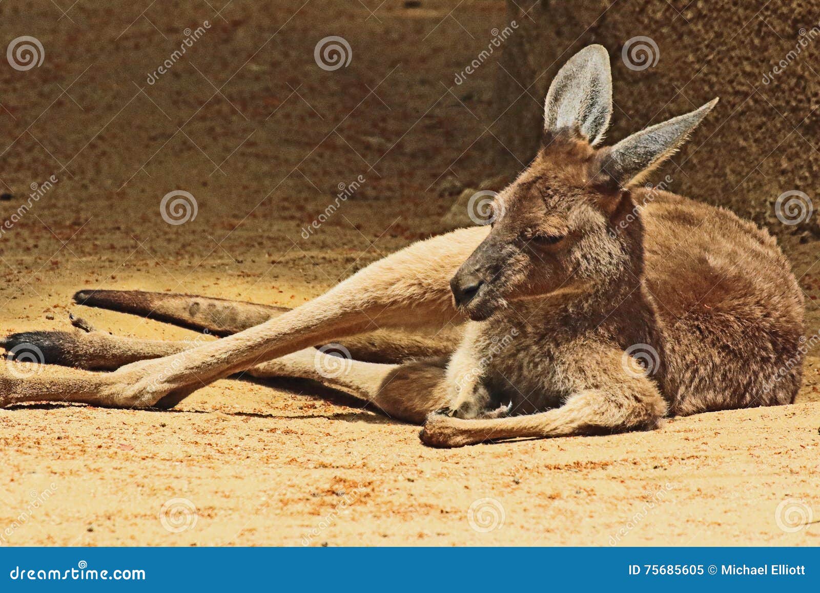 Kangaroo stock image. Image of animal, hopper, kangaroo - 75685605