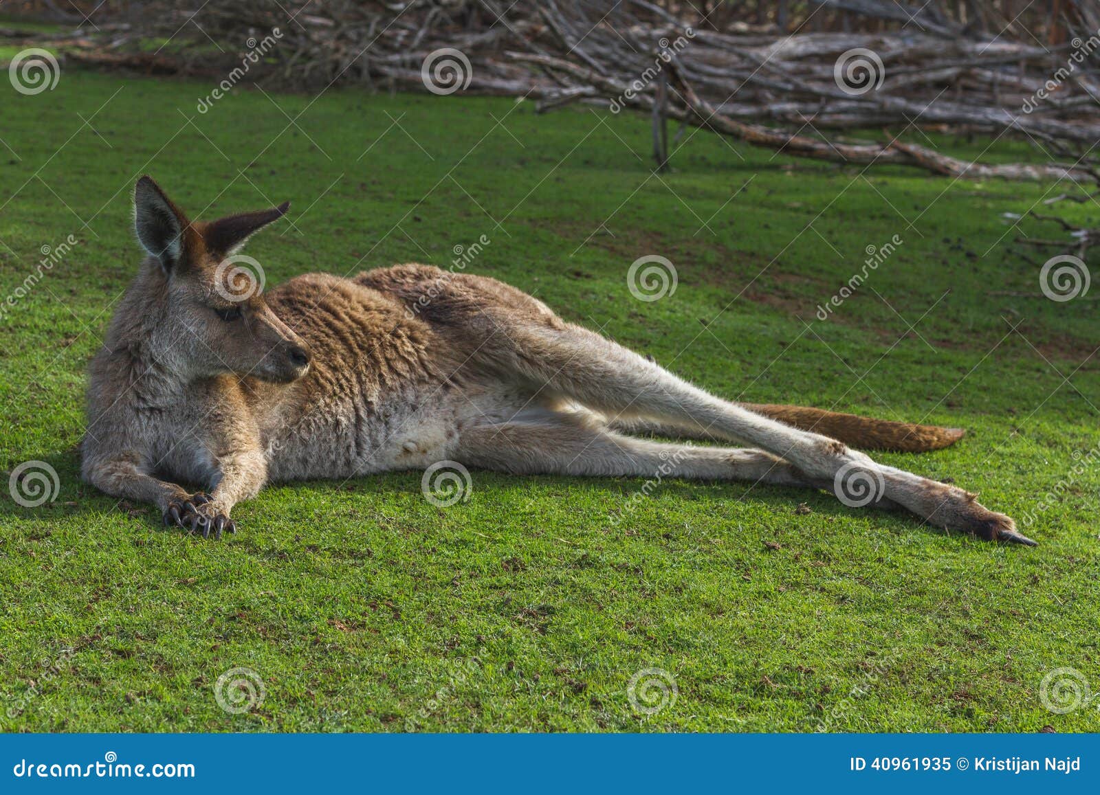 Kangaroo relaxing stock image. Image of brown, tree, tail - 40961935