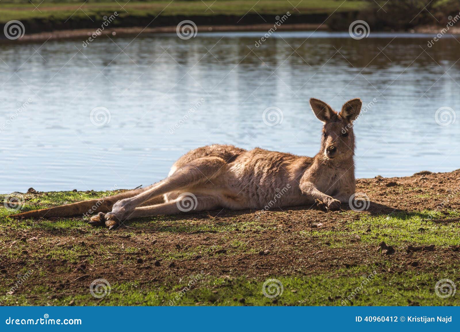 Kangaroo relaxing stock photo. Image of pond, australian - 40960412