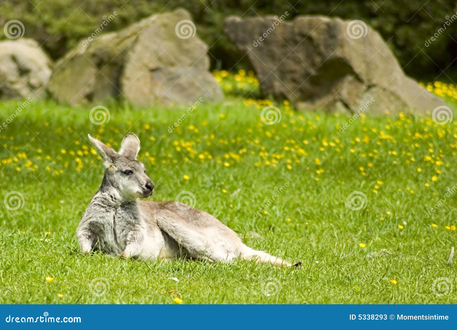 Kangaroo Relaxing on Grass stock image. Image of wildlife - 5338293