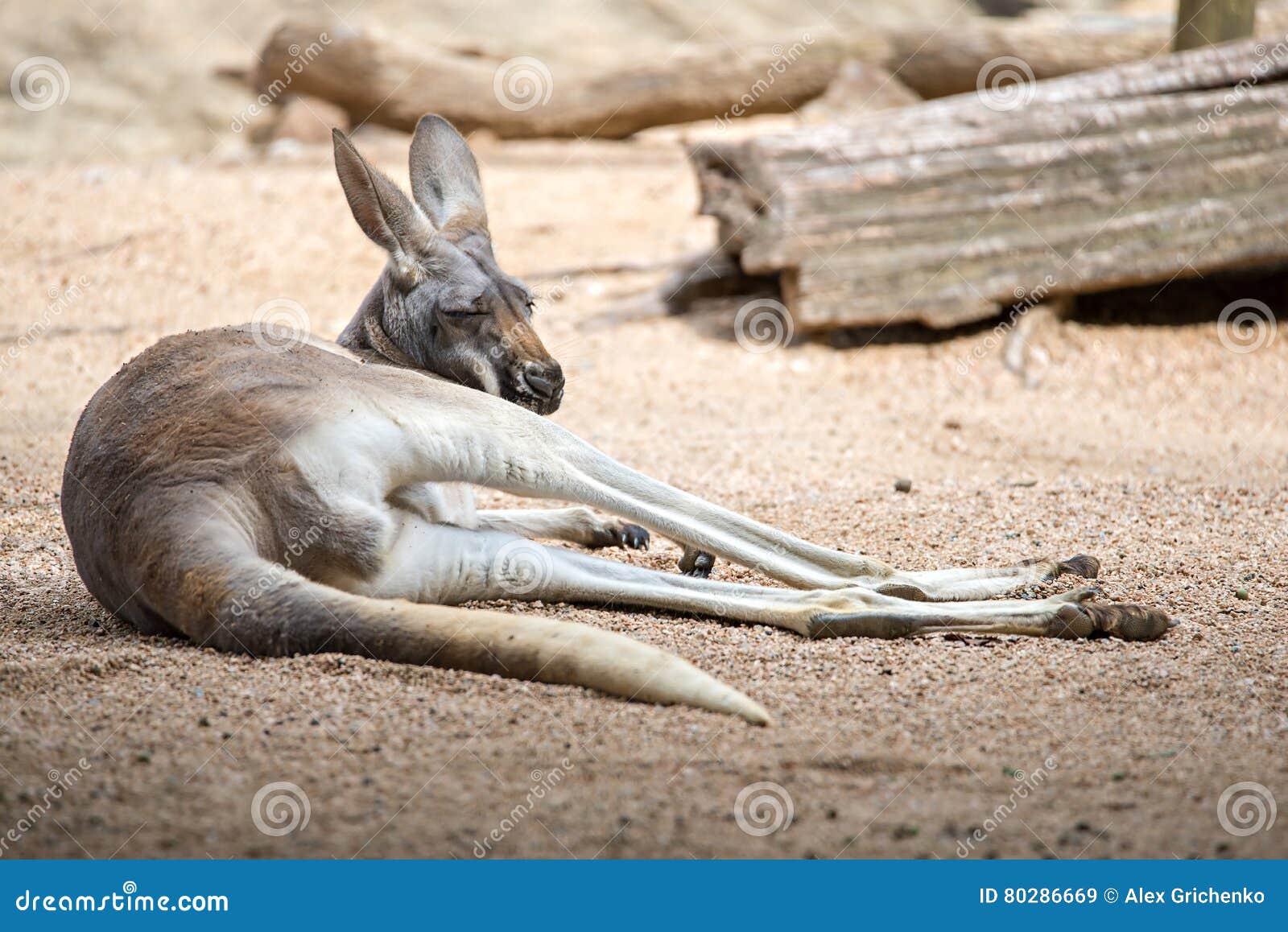 Red Kangaroo Relaxing In The Wildflowers Royalty-Free Stock Photo ...