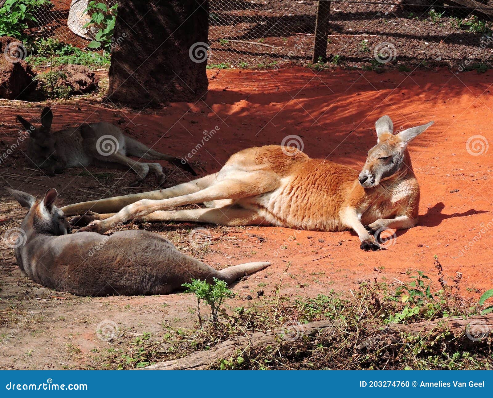 Kangaroo Relaxing in the Sand Stock Photo - Image of laying, animal ...