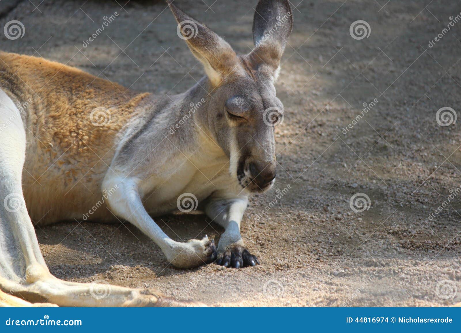 Kangaroo stock photo. Image of animal, relaxing, endangered - 44816974