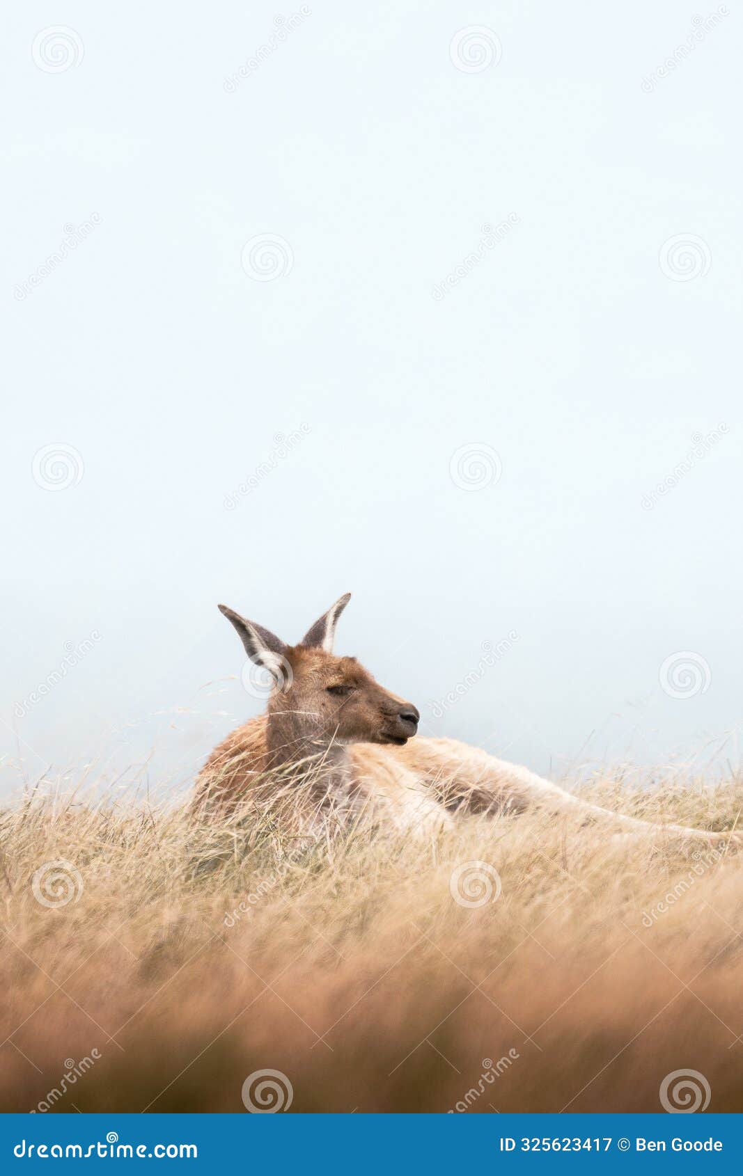 Kangaroo resting in field stock image. Image of resting - 325623417