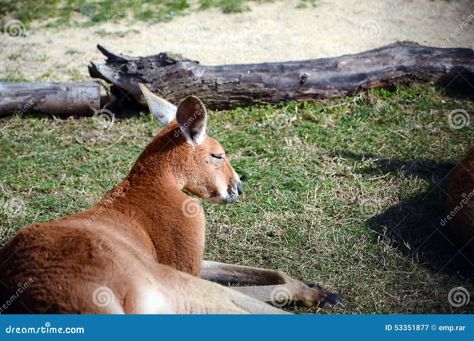 Kangaroo resting stock image. Image of sleeping, sleep - 53351877