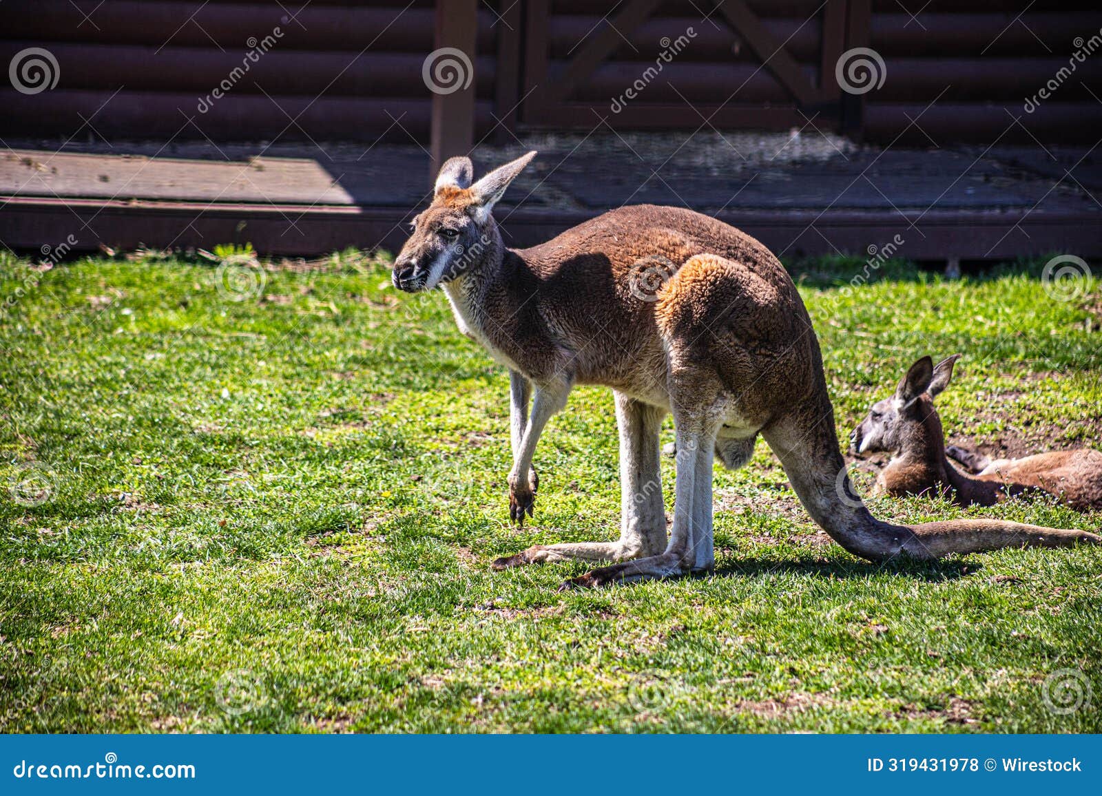 Kangaroo Resting in the Grass by the Sidewalk Stock Photo - Image of ...