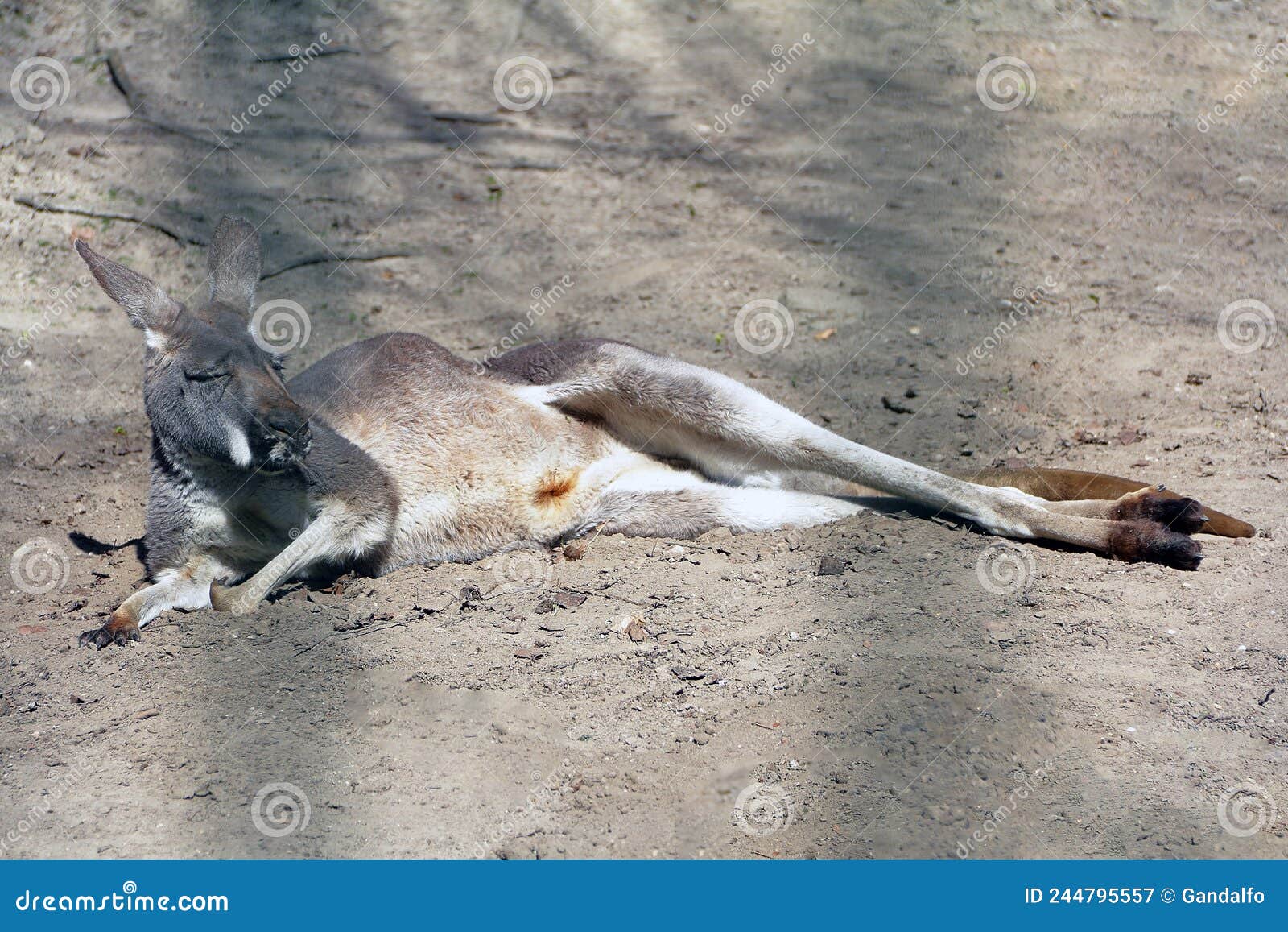 Kangaroo Resting in a Lying Position Stock Image - Image of wildlife ...